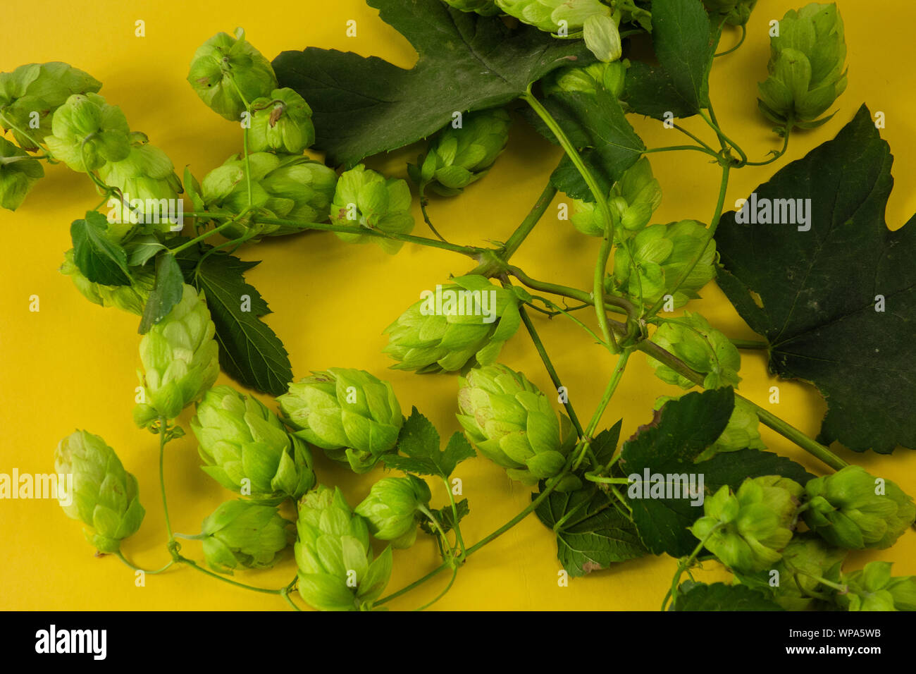 Hops twining bines. Concept of beer brewing process. Green herbal ...