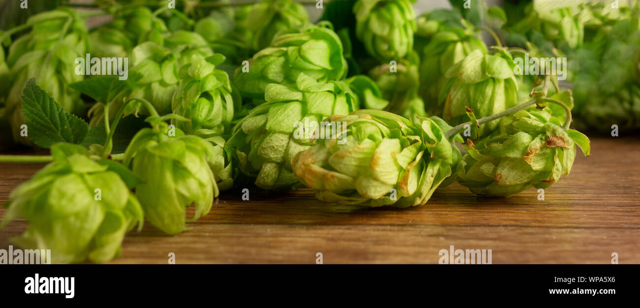 Hops twining bines. Concept of beer brewing process. Green herbal ...