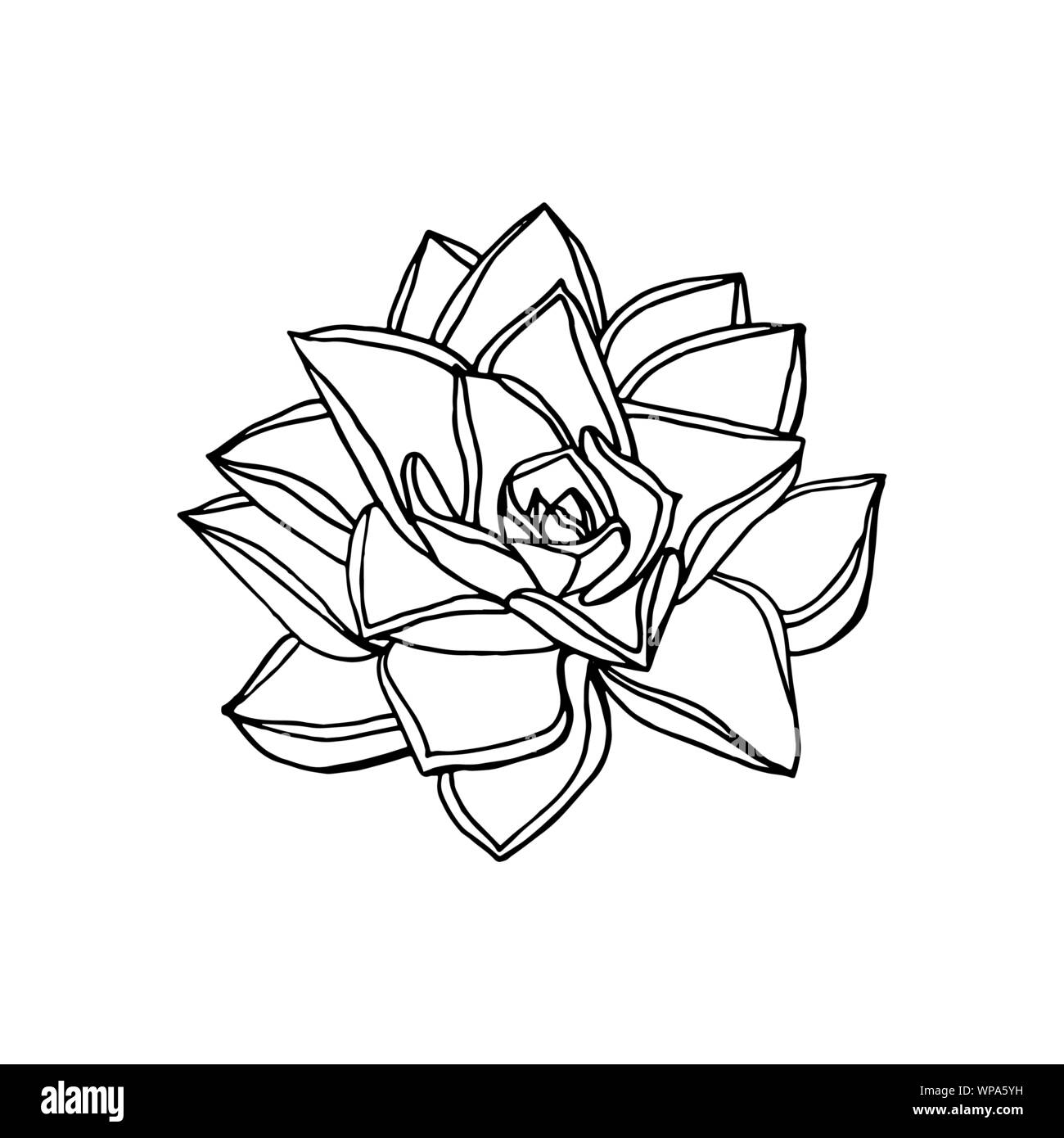 hand drawn flower succulent. floral design element Stock Vector Image ...