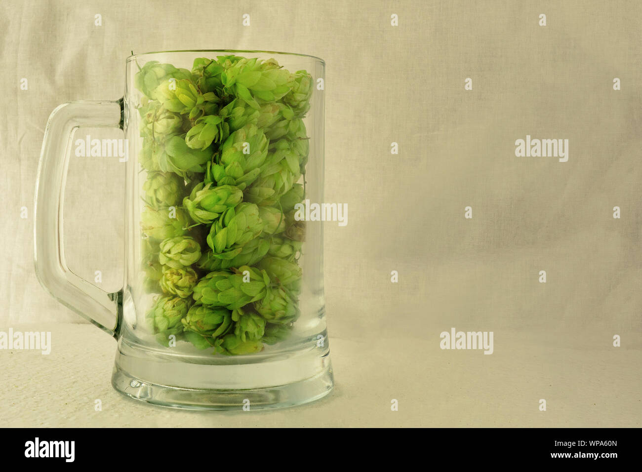 Beer mug filled with green hop cones. Concept of brewing process ...