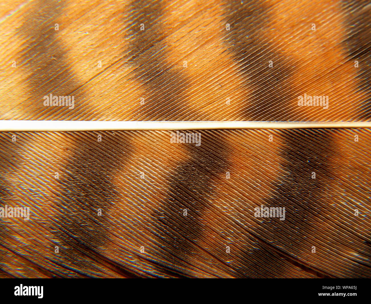 Feather barb hi-res stock photography and images - Alamy