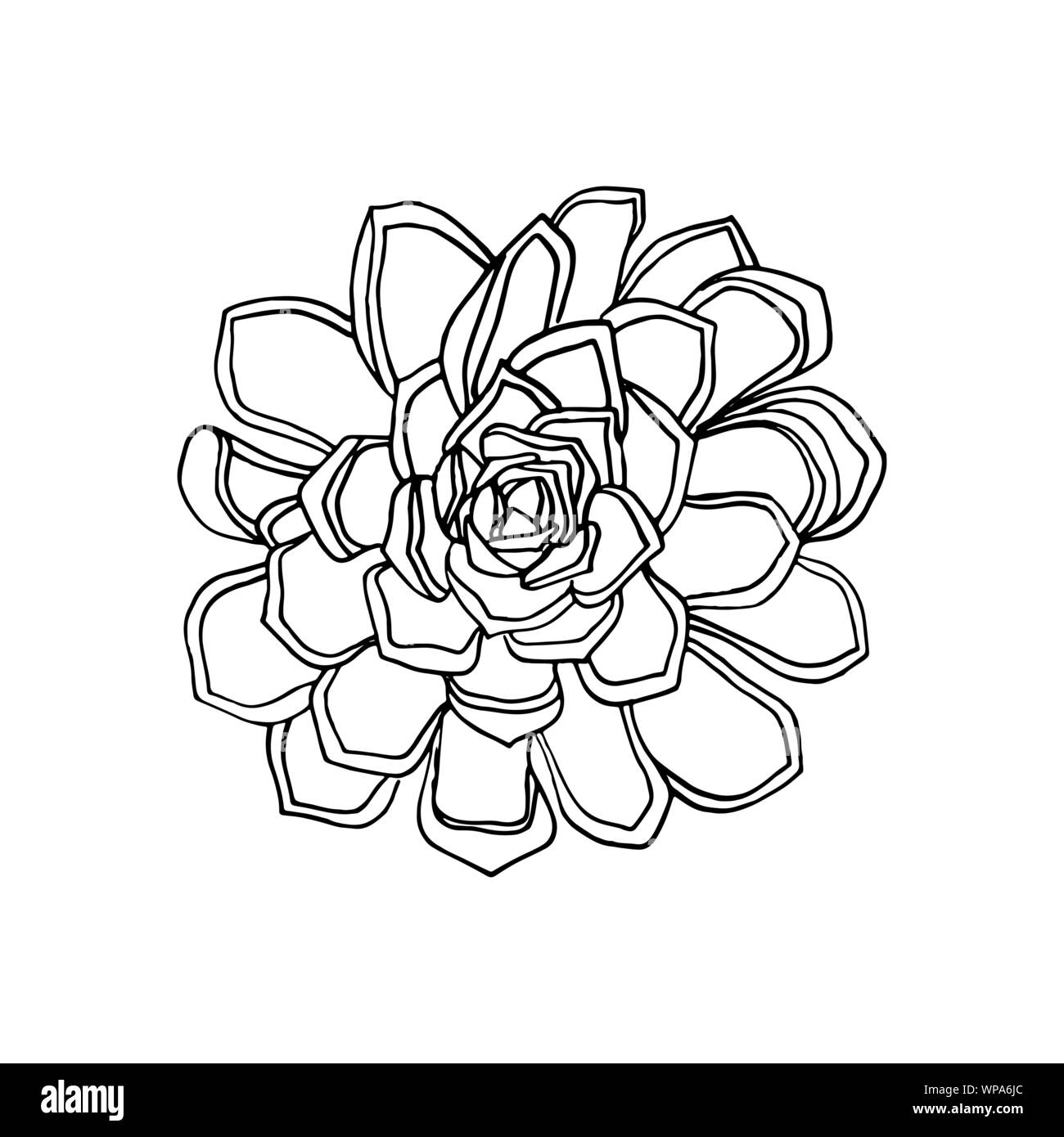 Succulent clipart Stock Vector Images - Alamy