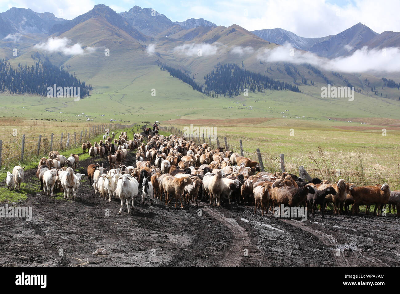 Xinyuan. 7th Sep, 2019. A herdsman follows sheep on the grassland of ...
