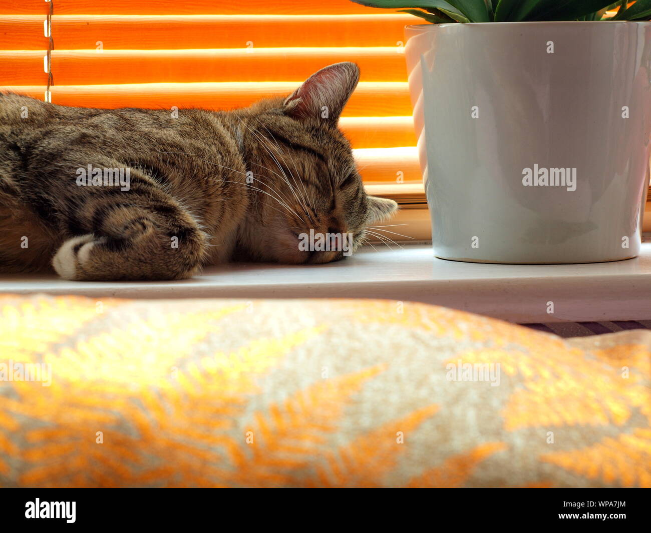male/tomcat egyptian mau cat sleeping / napping on a window cill in a ...