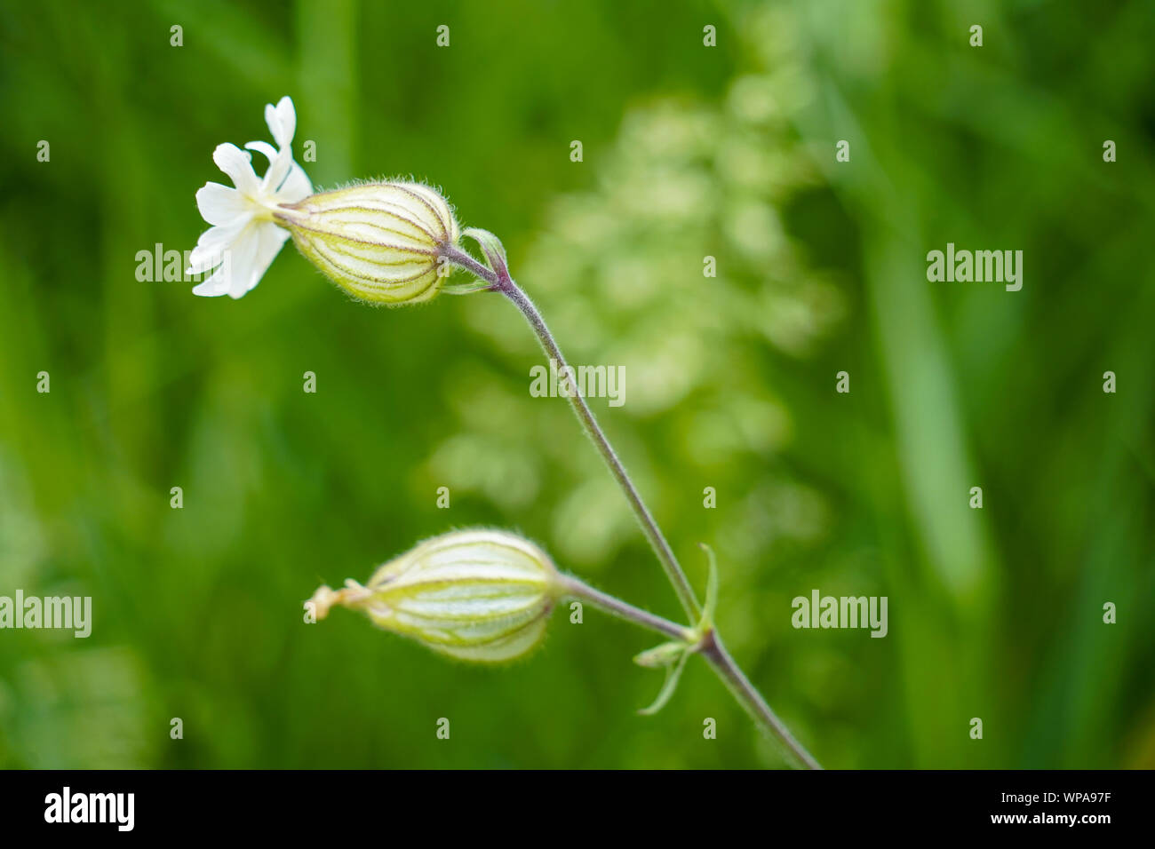 Beautiful white flower in a garden in Bucharest, Romania Stock Photo ...