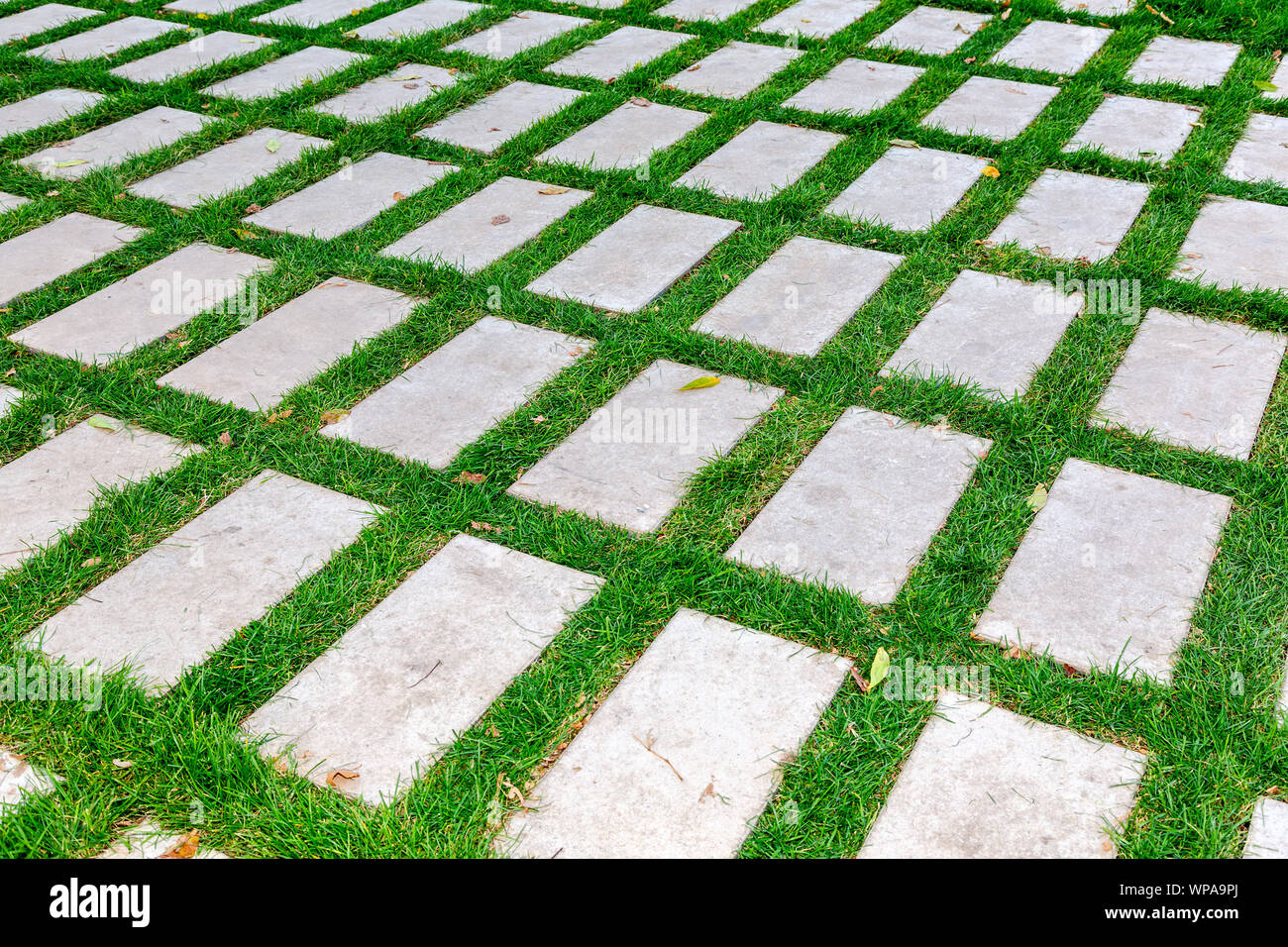 Gray paving stones on the green grass as background texture close up ...