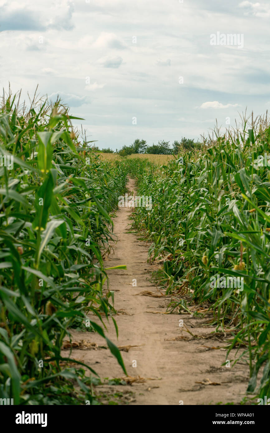 Walking through cornfield hi-res stock photography and images - Alamy