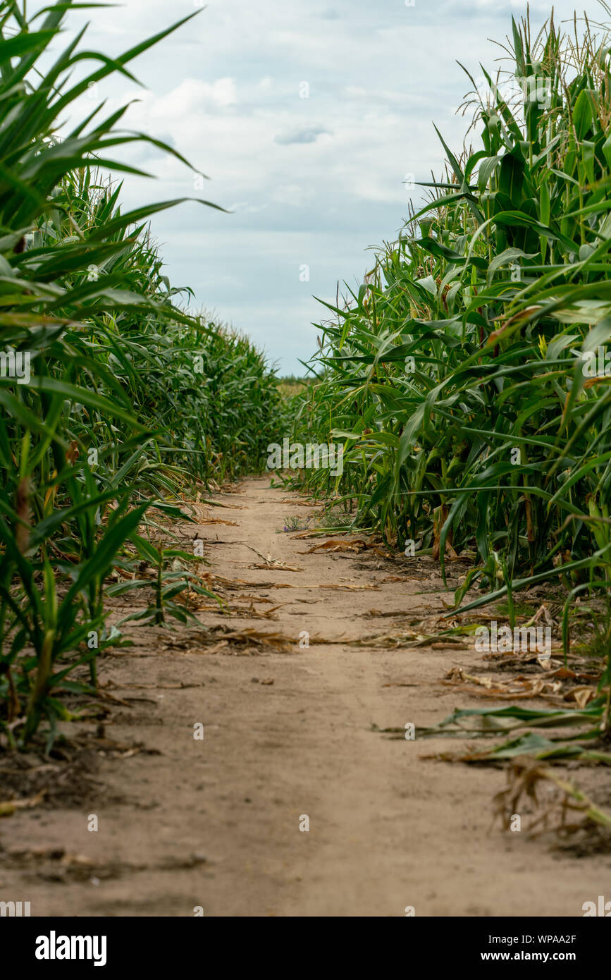 Path through a green cornfield leading to the horizon in the distance ...
