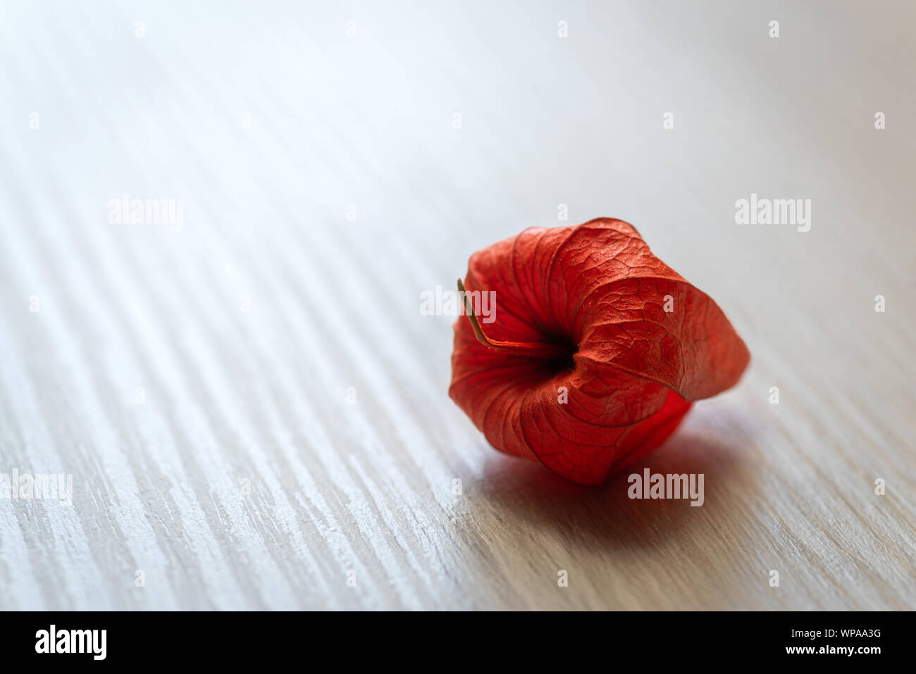Physalis alkekengi fruit husk Stock Photo - Alamy