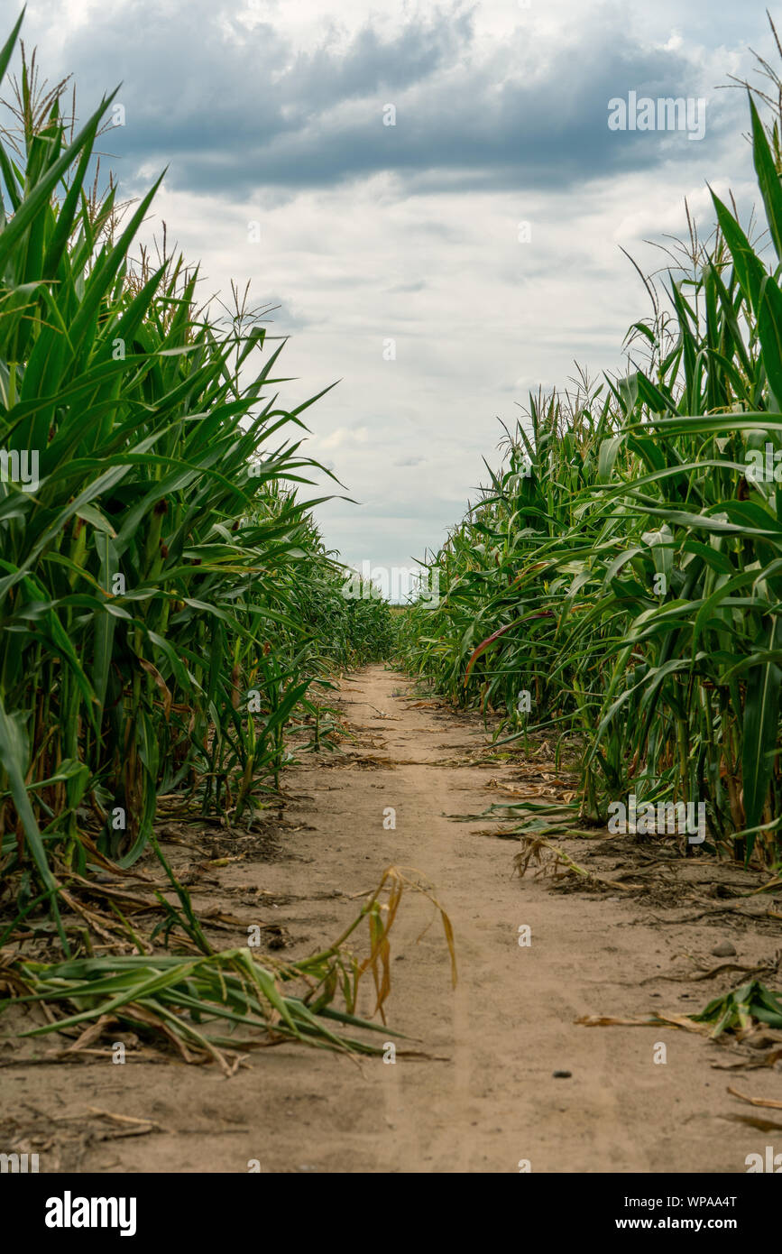 Path leading into the distance hi-res stock photography and images - Alamy