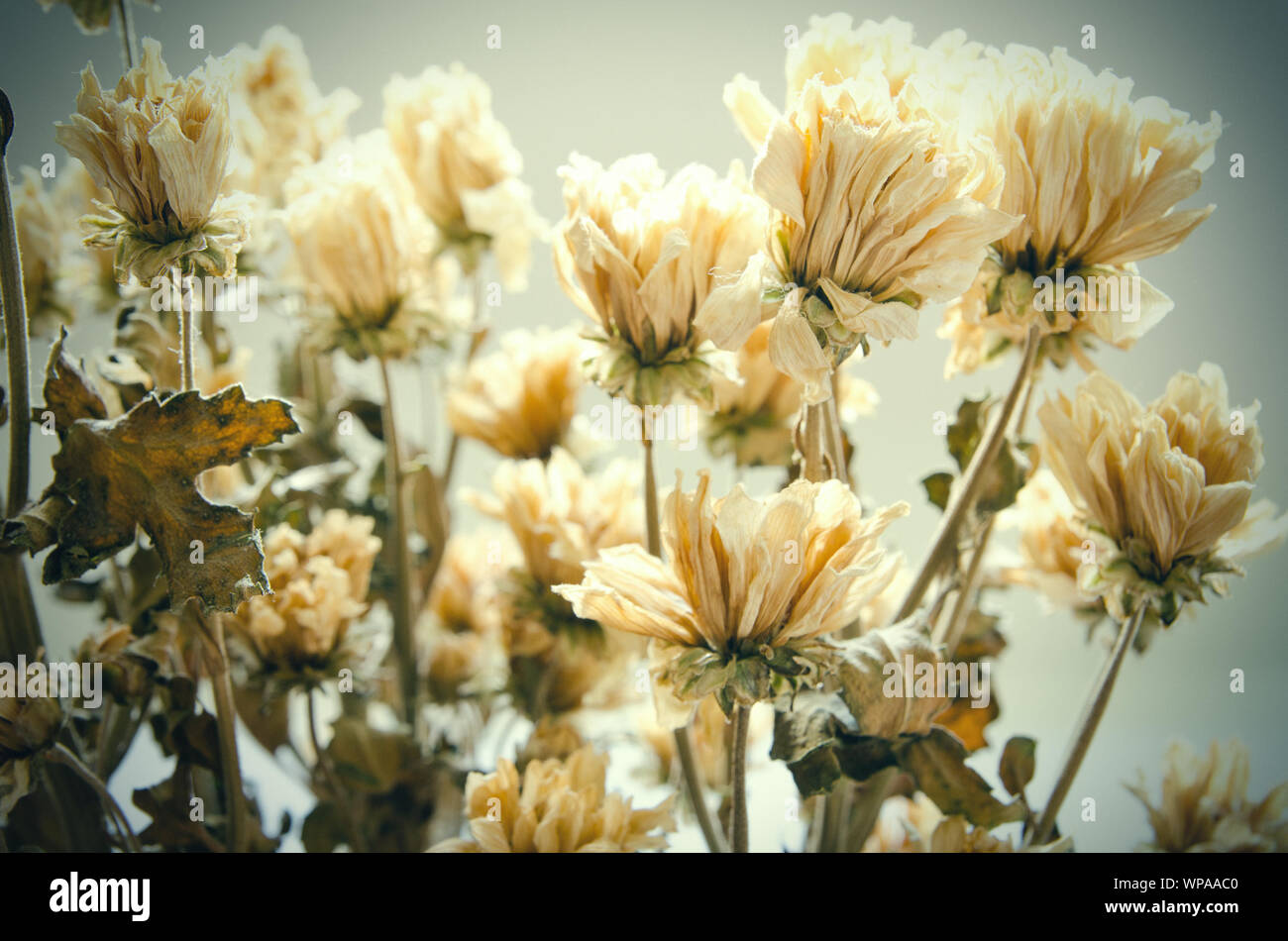 Bunch of withered flowers hi-res stock photography and images - Alamy