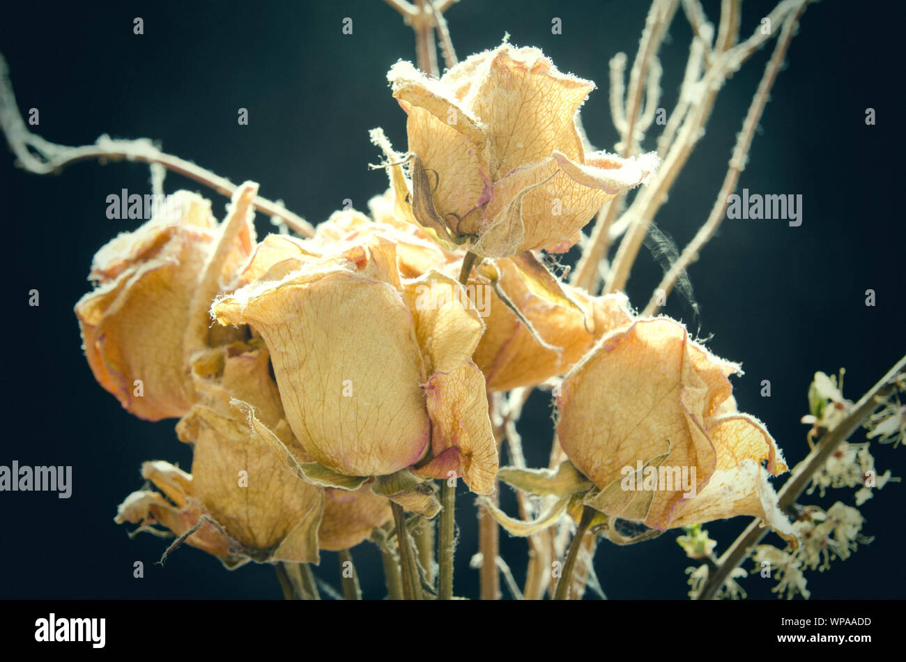bouquet of a withered roses Stock Photo - Alamy