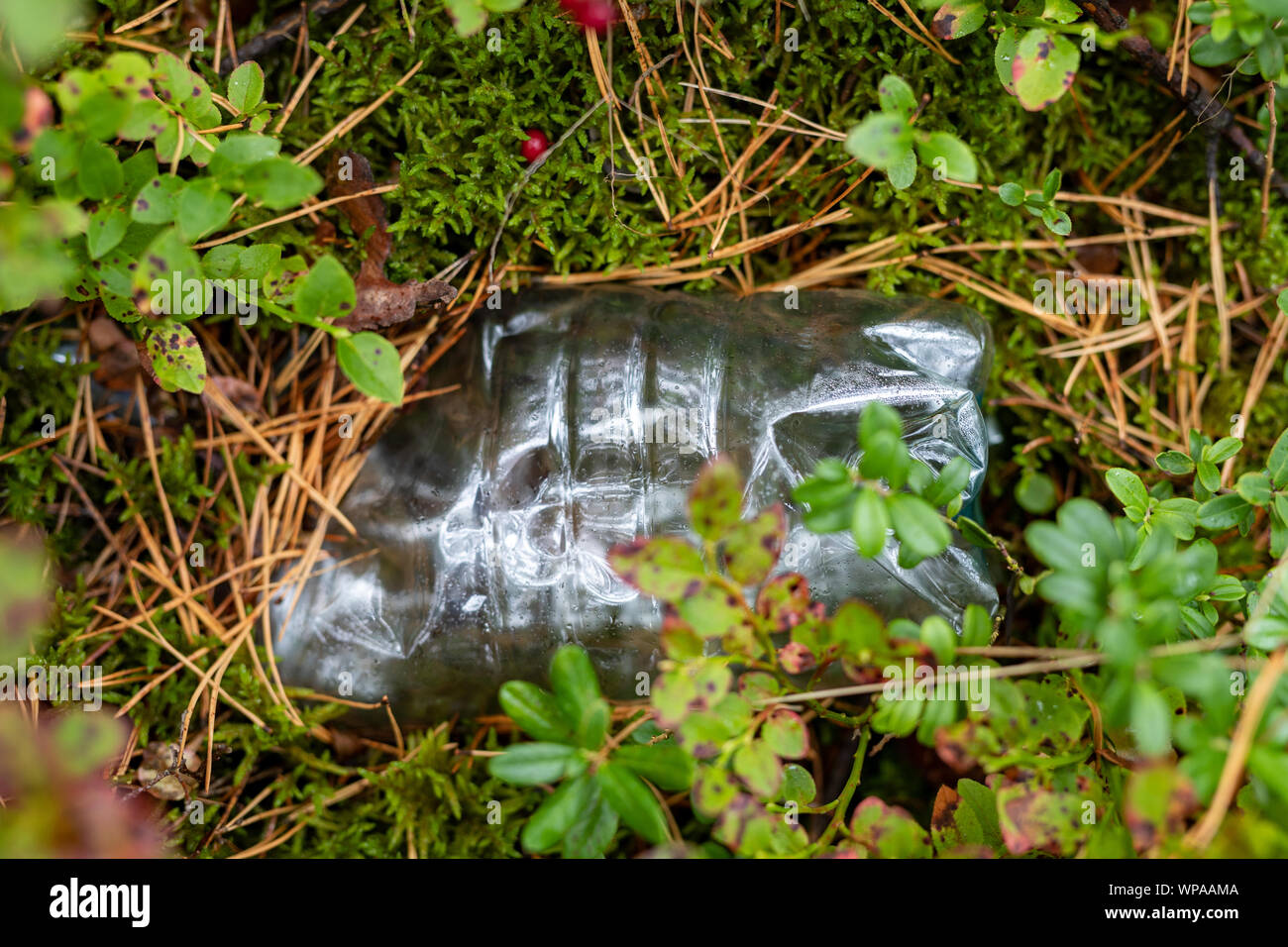 A plastic bottle left in the forest. Plastic wastes threatening the ...