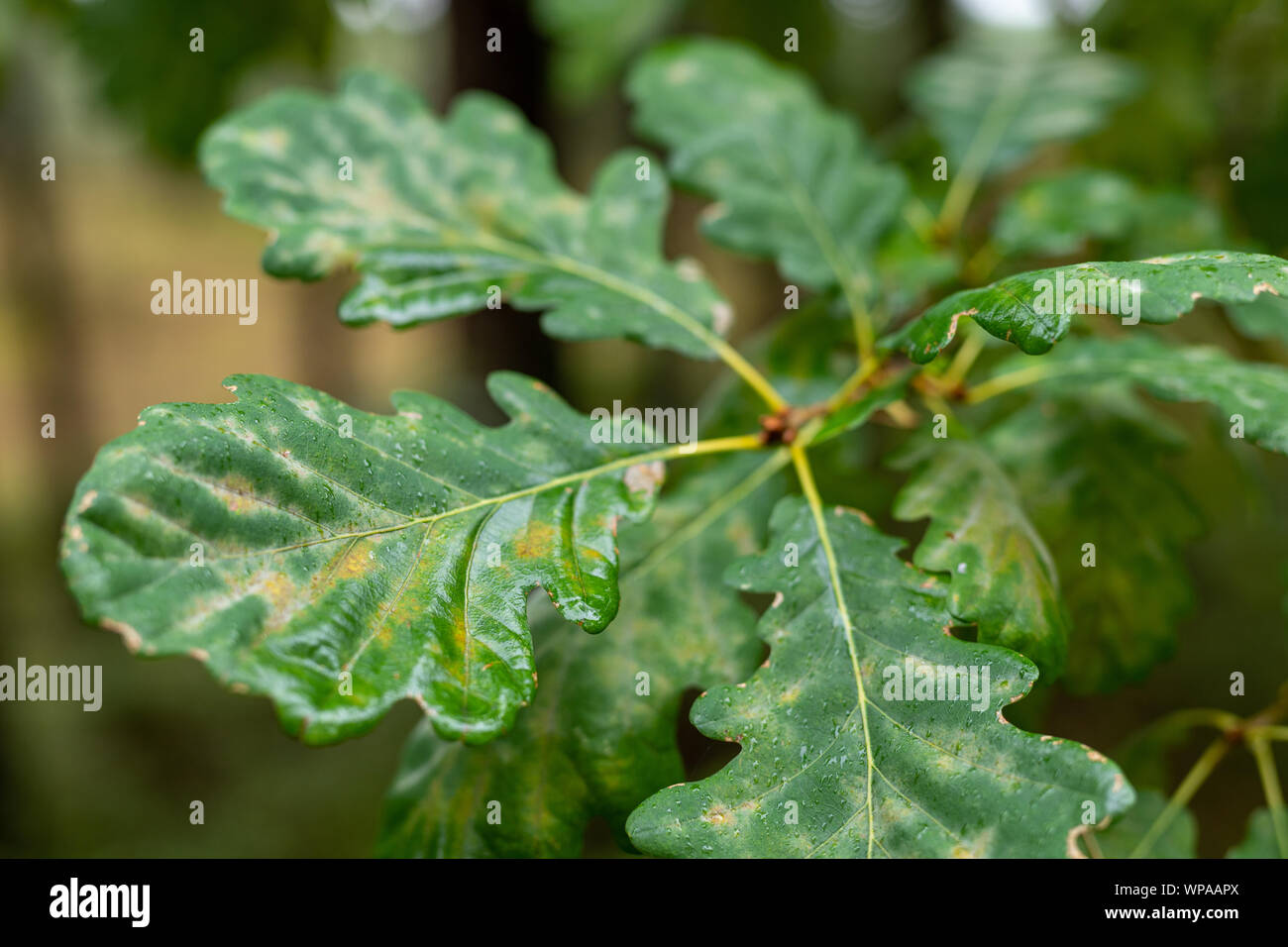 Rain drops on oak tree leaves. Trees covered with dew in the forest ...
