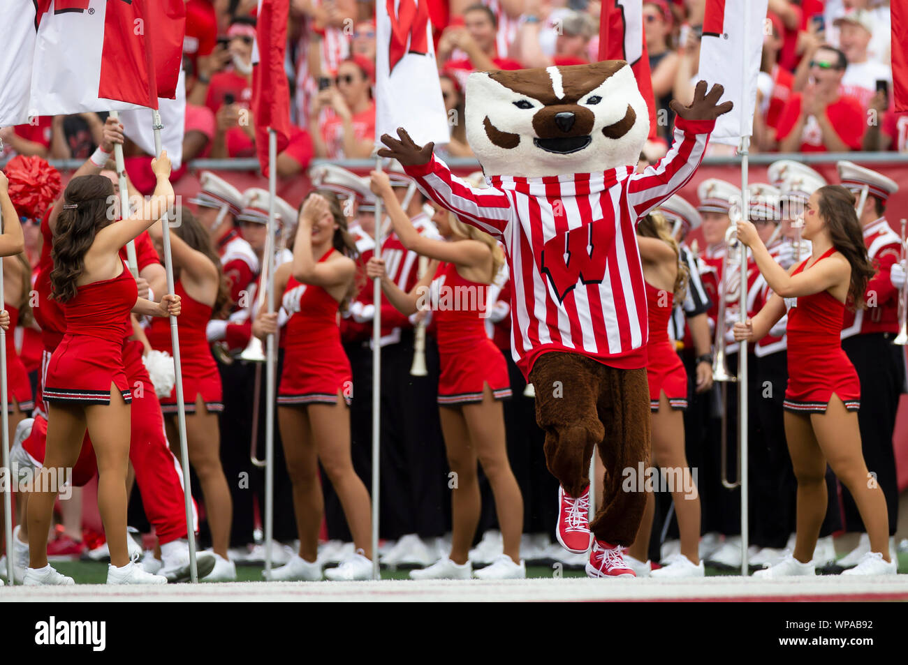 Wisconsin badgers mascot bucky badger hi-res stock photography and ...