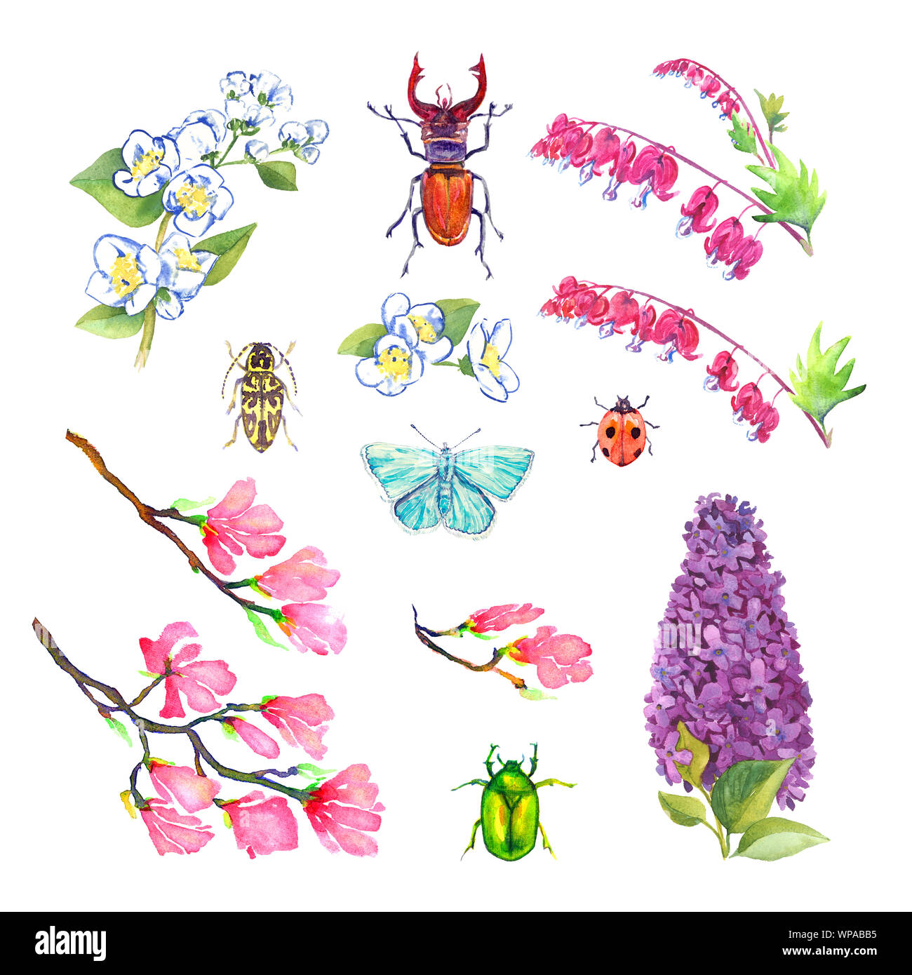 Spring flowers, bugs and blue butterfly collection set isolated on ...