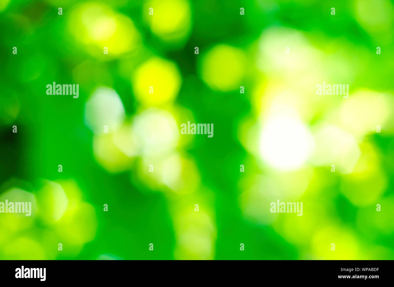 Abstract green white background blurred hi-res stock photography and ...