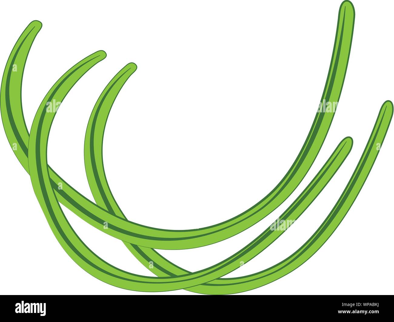 long bean,isolated,vector illustration Stock Vector Image & Art - Alamy