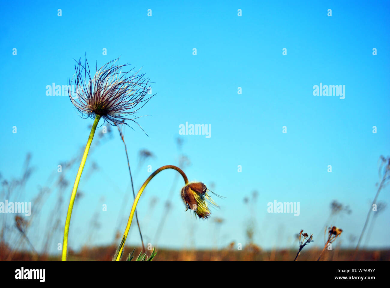 Hairy crocus hi-res stock photography and images - Alamy