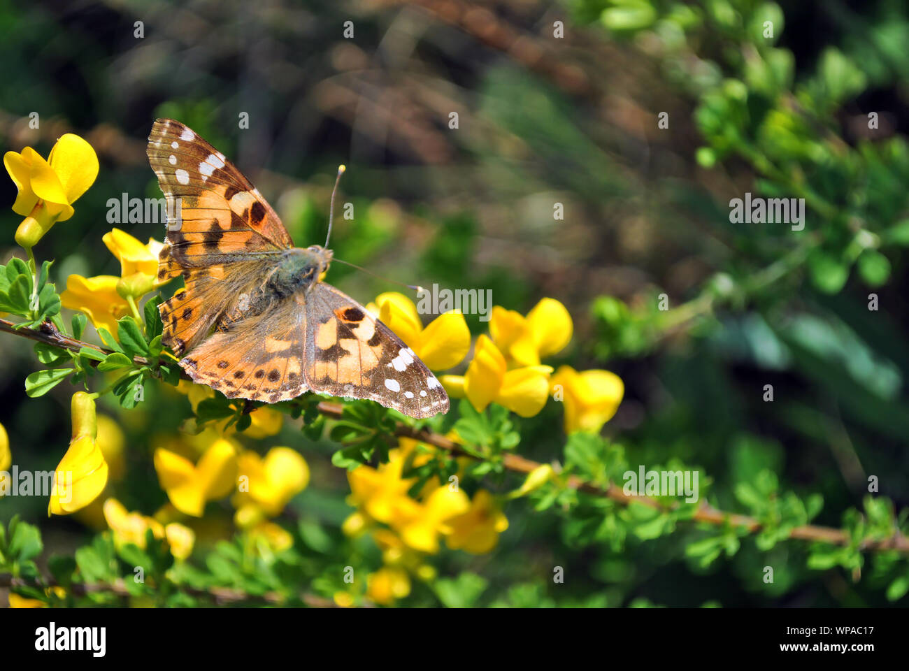 The large tortoiseshell or blackleg tortoiseshell (Nymphalis ...