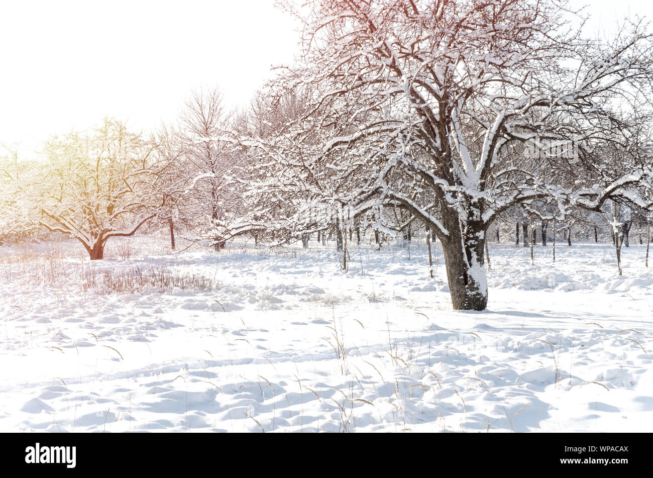winter landscape of trees with snow Stock Photo - Alamy