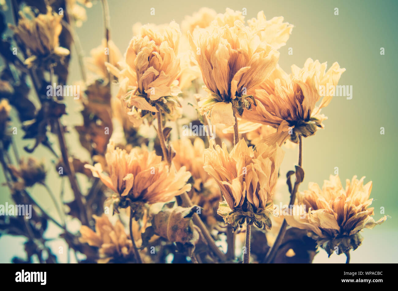 withered flowers in a bouquet Stock Photo - Alamy