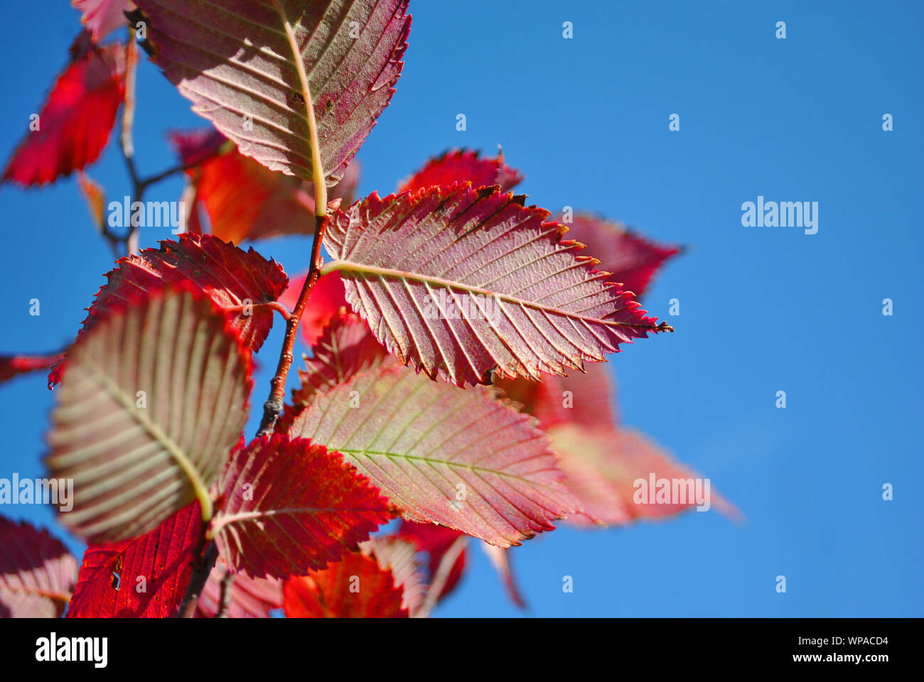 Twig with bright red beech leaves and bright blue sky background Stock ...