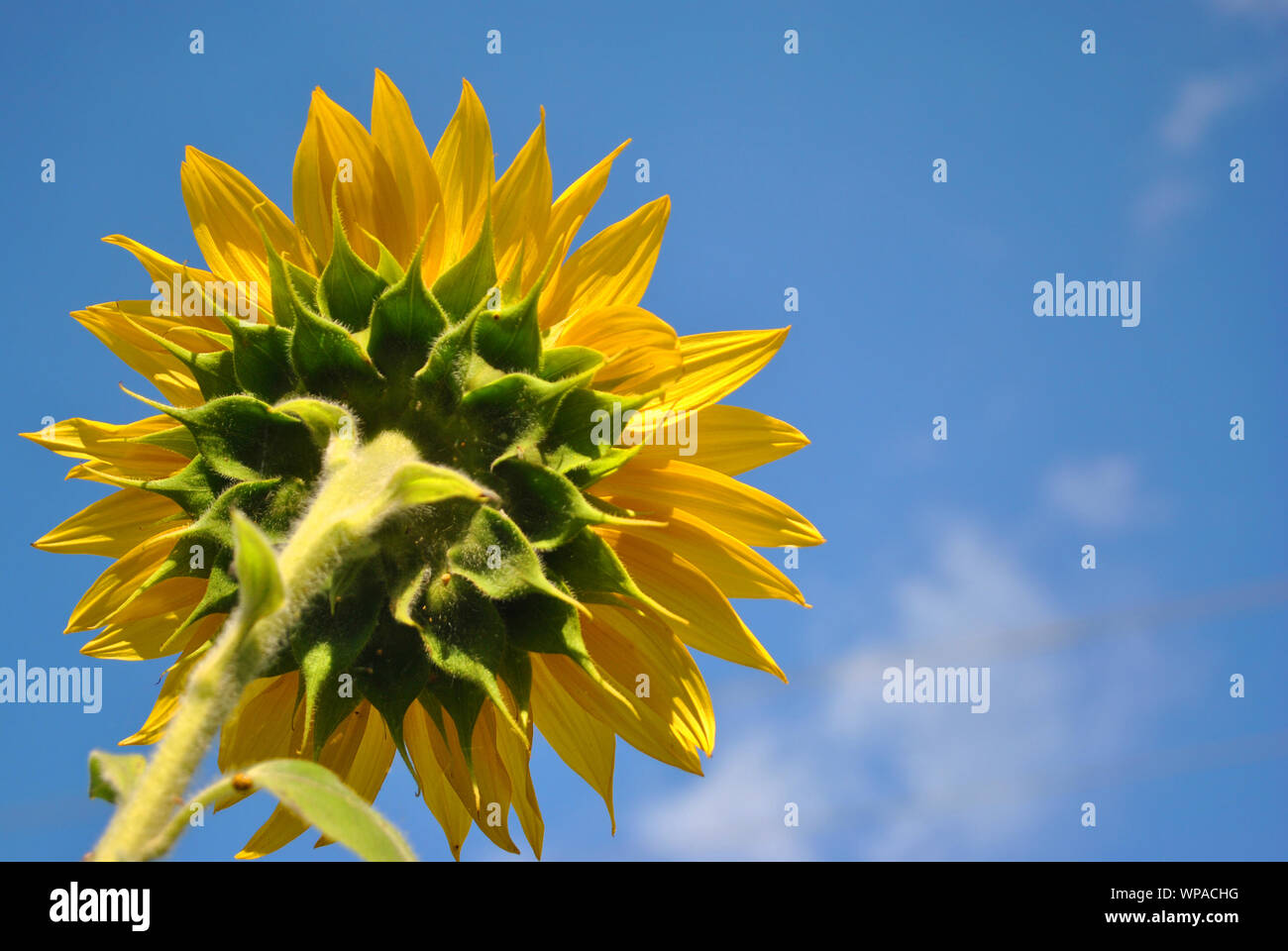 Blooming sunflowers plant flower close up, back side view, cloudy sky ...