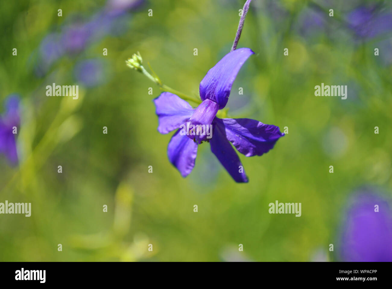 Consolida regalis (Forking Larkspur, Rocket-larkspur, Field larkspur ...