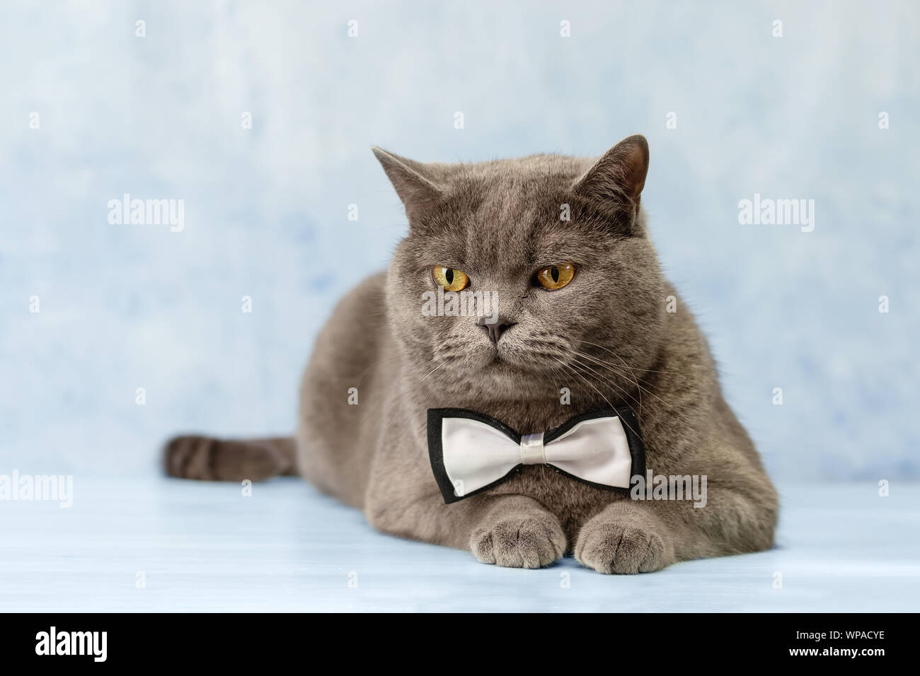 Cat with a bow hi-res stock photography and images - Alamy