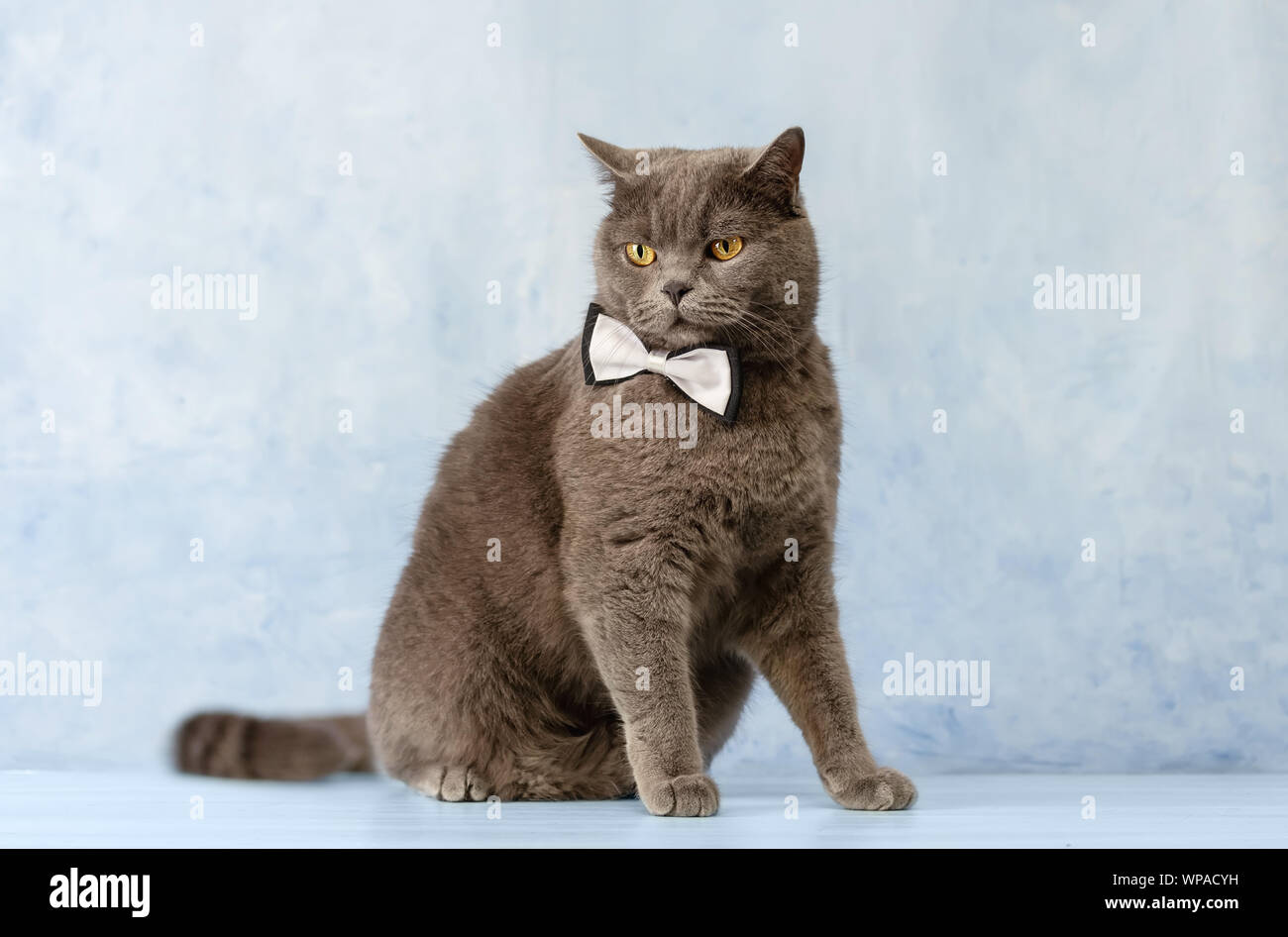 Cat with a bow hi-res stock photography and images - Alamy