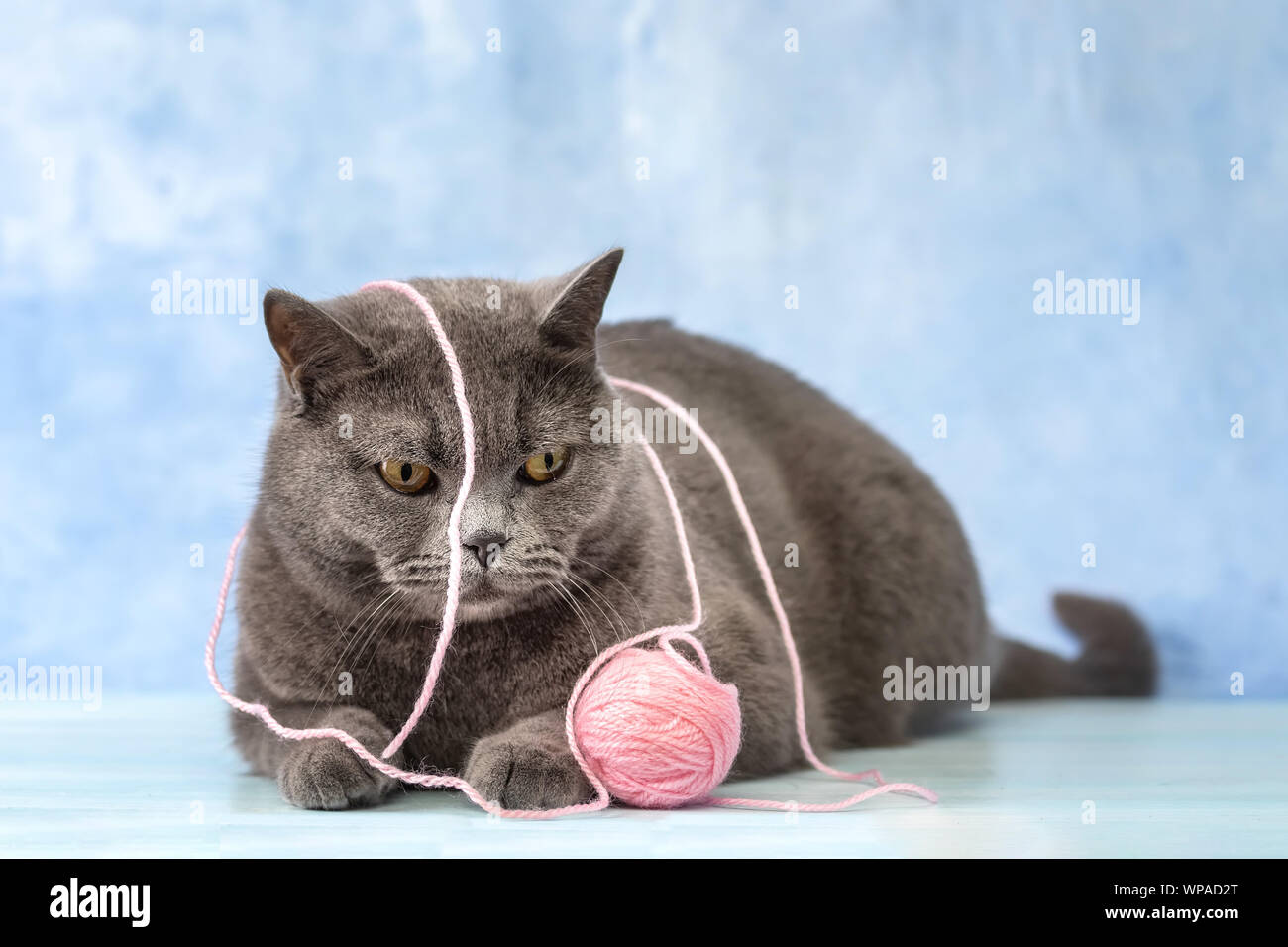 British cat playing with knitting threads Stock Photo - Alamy