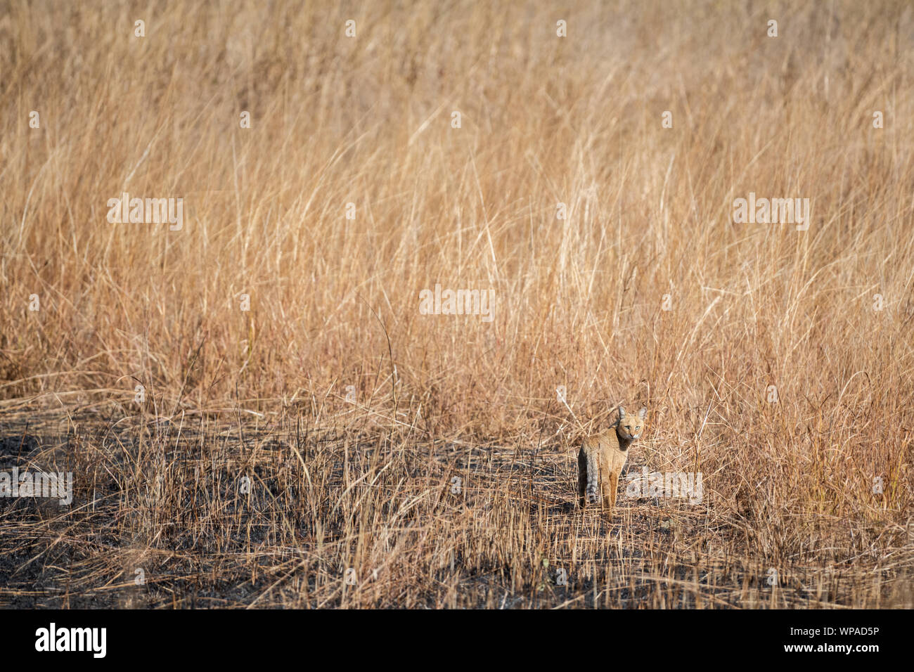 jungle cat or felis chaus or reed cat or swamp cat in dry deciduous ...