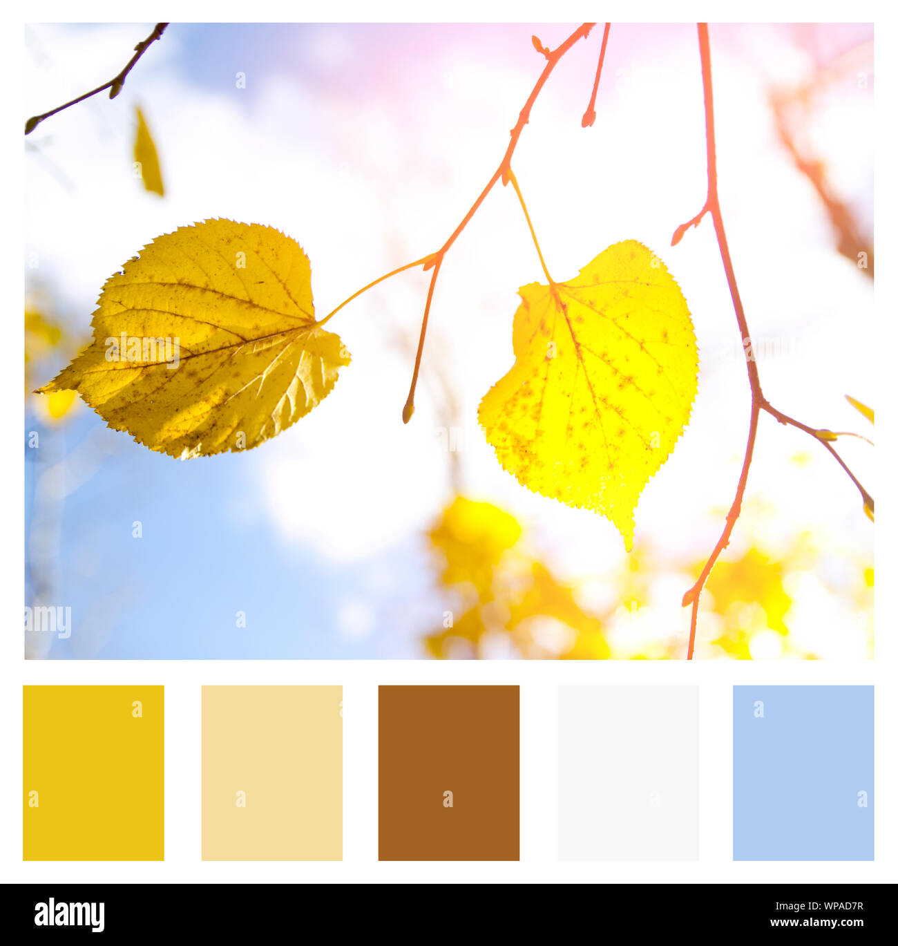 Color matching palette, Autumn landscape. Autumn tree leaves sky ...