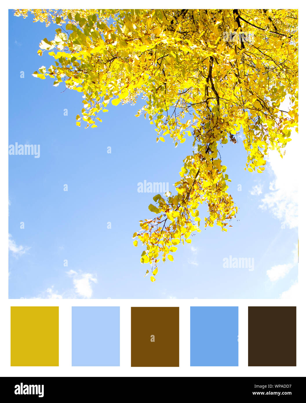 Fall colour palette Cut Out Stock Images & Pictures - Alamy