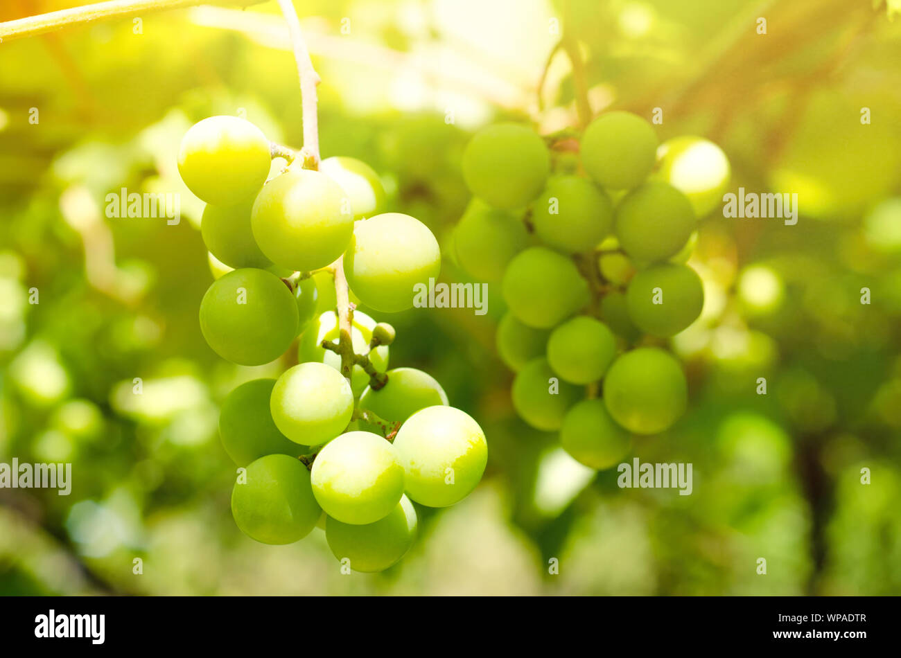 green vine branch at the rural farm Stock Photo - Alamy