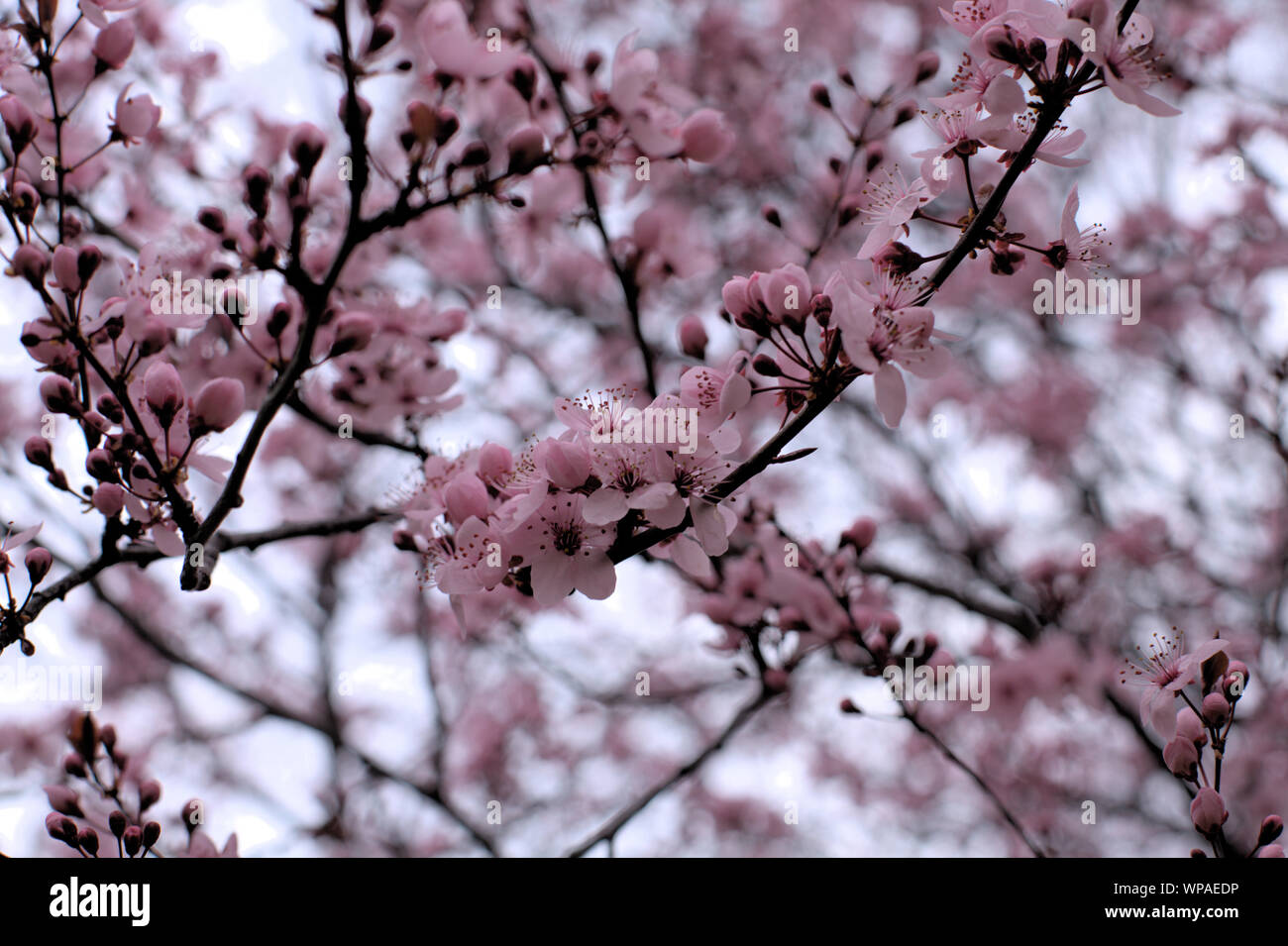 Oregon cherry blossom hi-res stock photography and images - Alamy