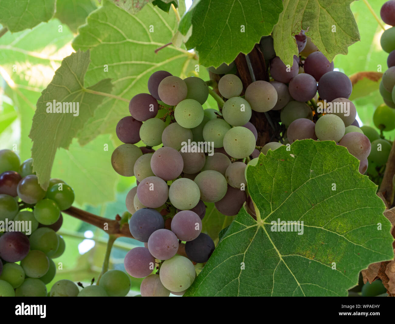 Bunch of grapes with leaves hi-res stock photography and images - Alamy