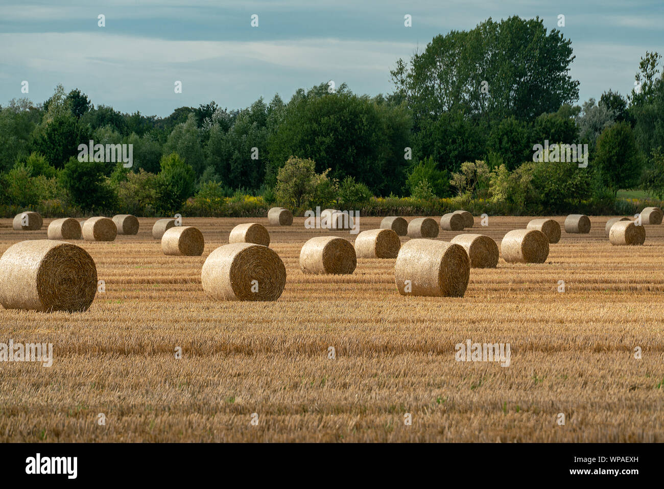 Bale of corn hi-res stock photography and images - Alamy