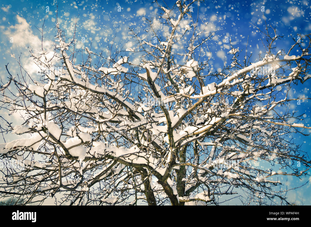 winter background of trees with snow Stock Photo - Alamy
