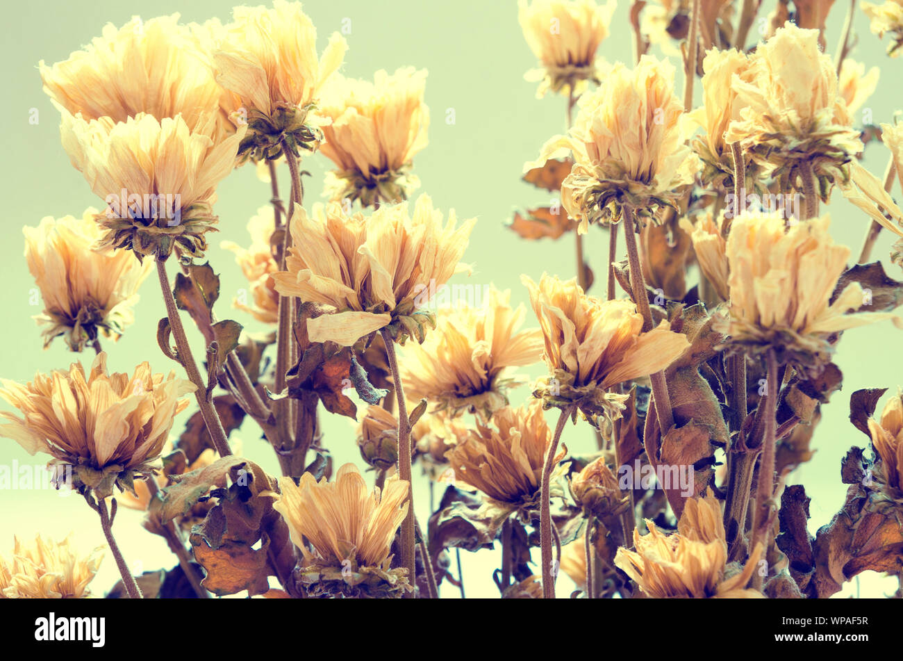 Withered flowers hi-res stock photography and images - Alamy