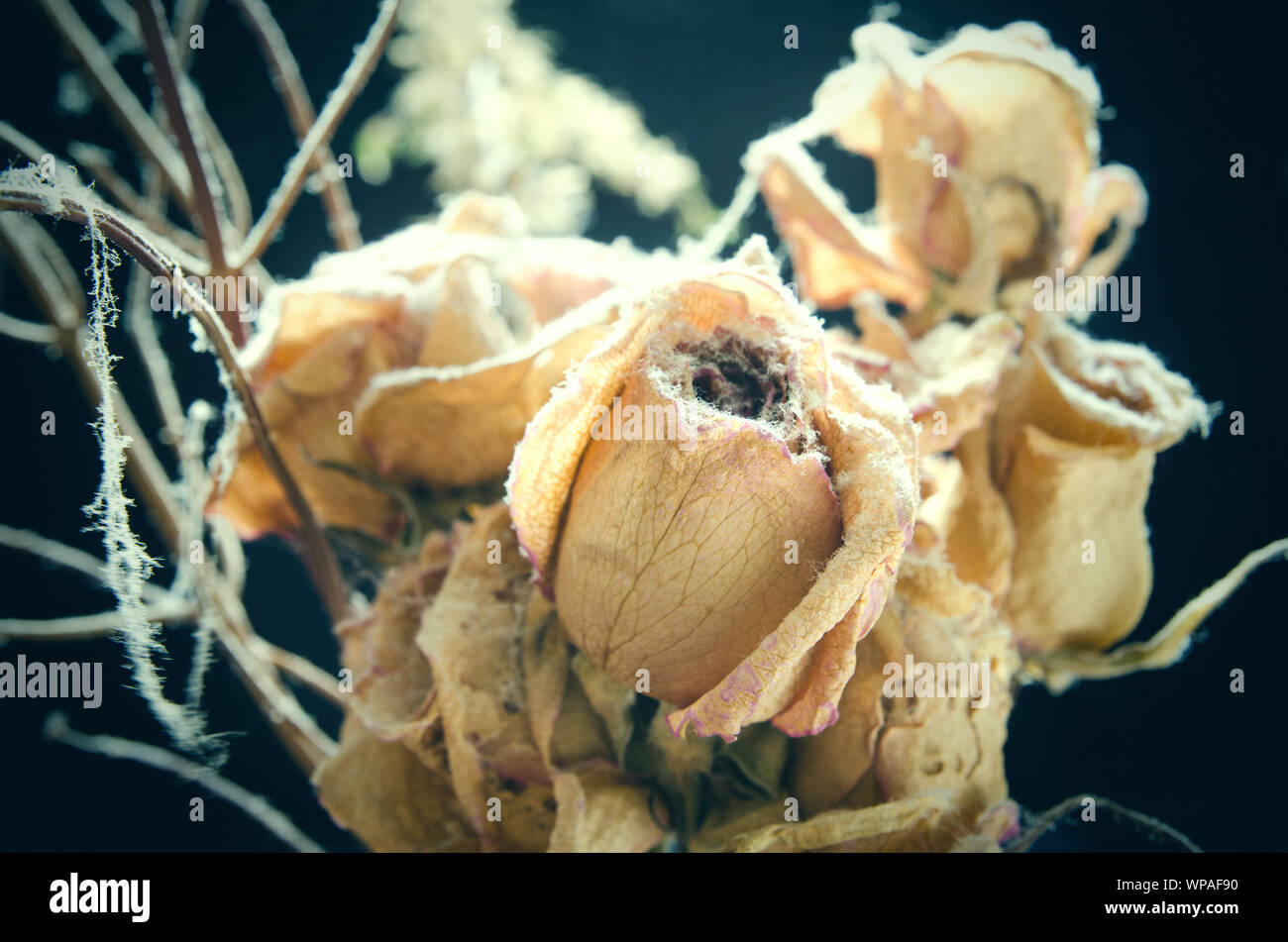 Petal of a withered flower hi-res stock photography and images - Alamy