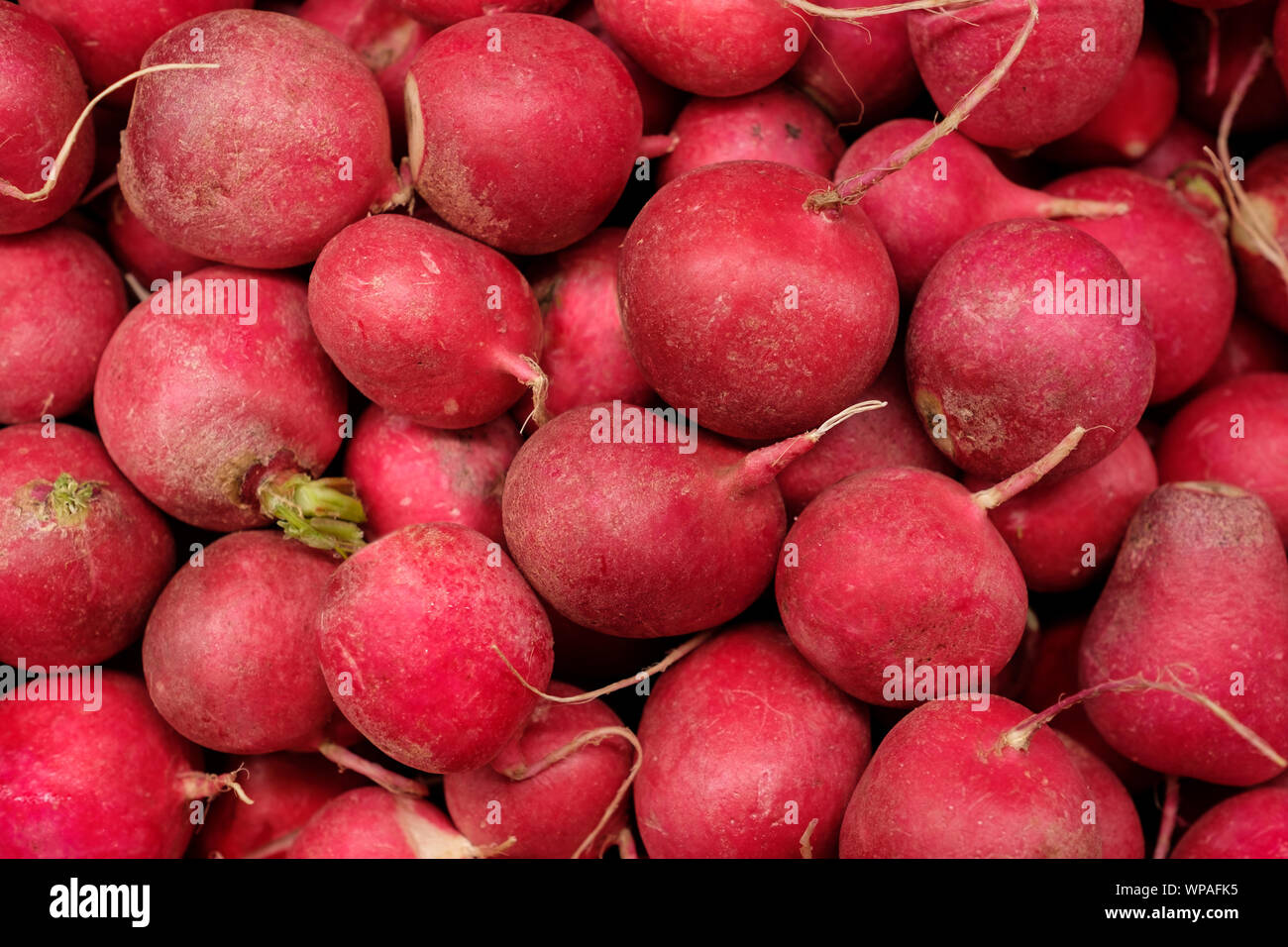Group of small red radish Stock Photo - Alamy