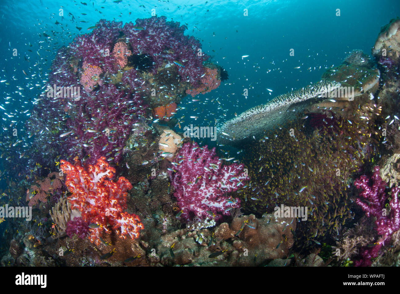 An amazing set of beautiful soft corals and colorful fish thrive on a ...