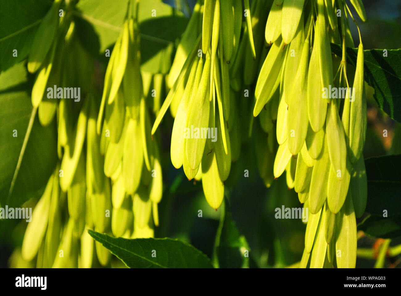 Ash Tree Seeds High Resolution Stock Photography and Images - Alamy
