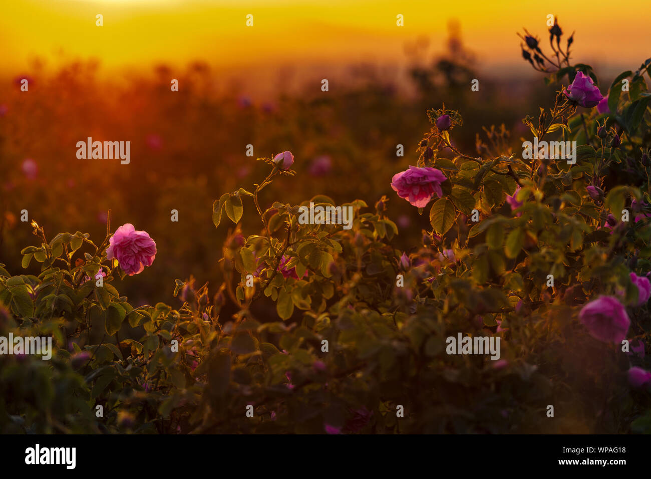 Bulgarian rose hi-res stock photography and images - Alamy