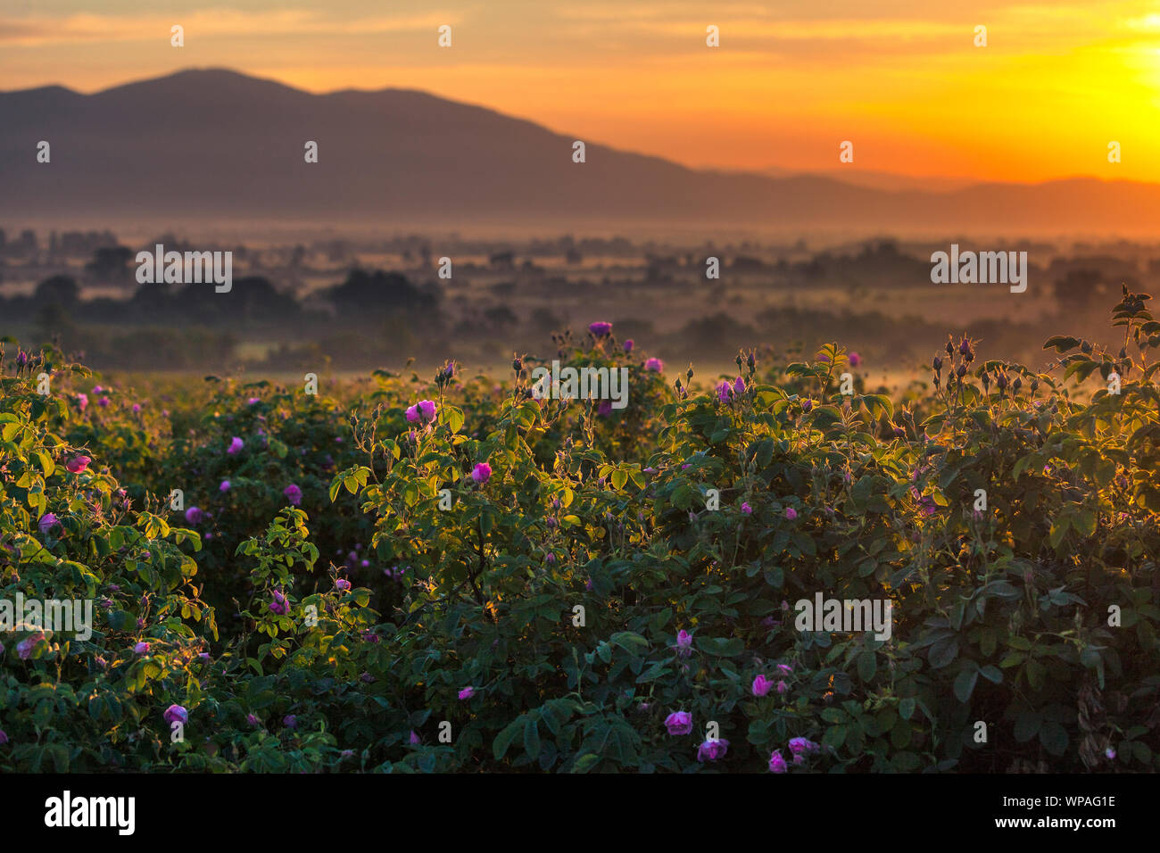 Rose valley bulgaria hi-res stock photography and images - Alamy