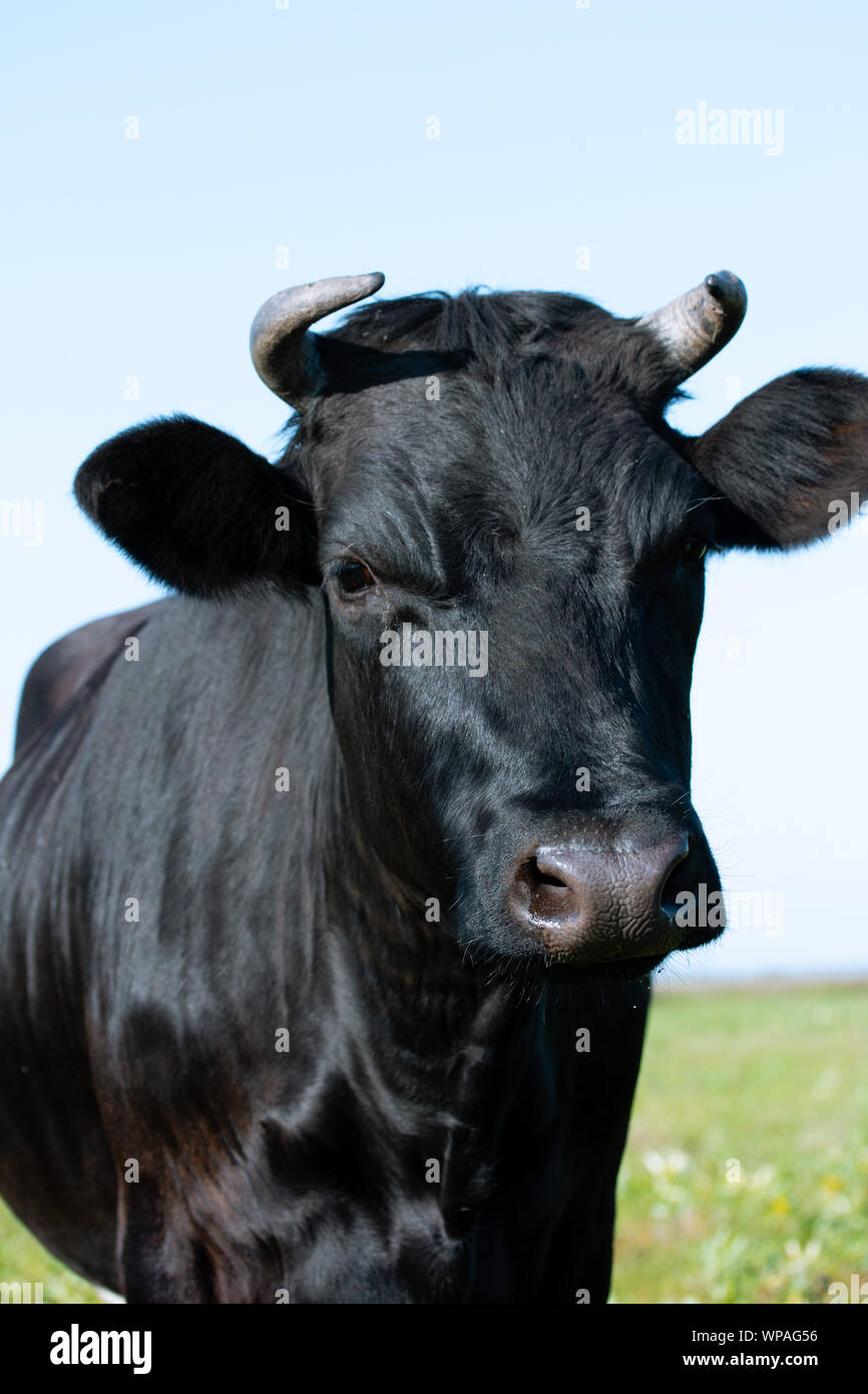 Cow face in the outdoors Stock Photo - Alamy