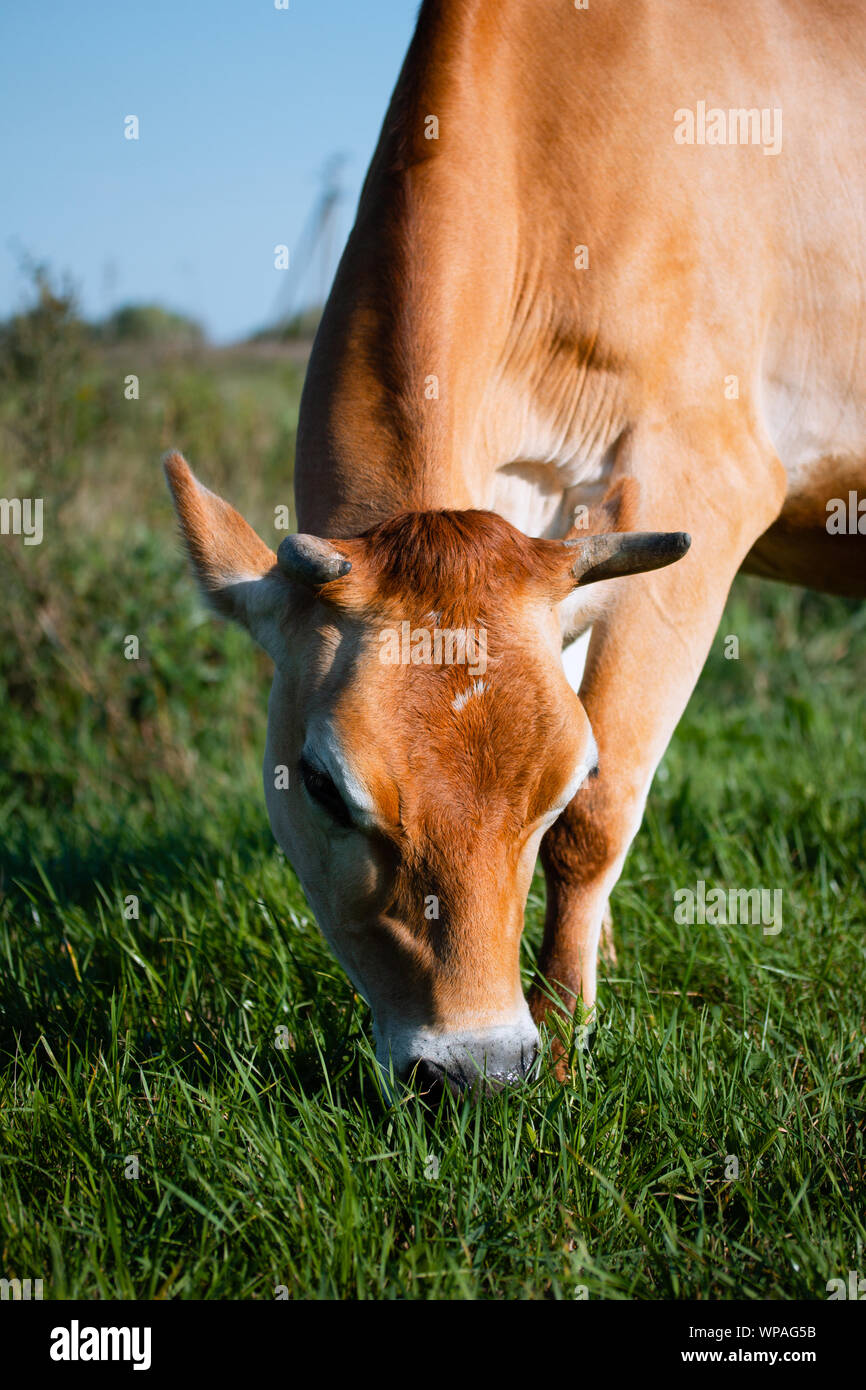Cow in the grass field Stock Photo - Alamy