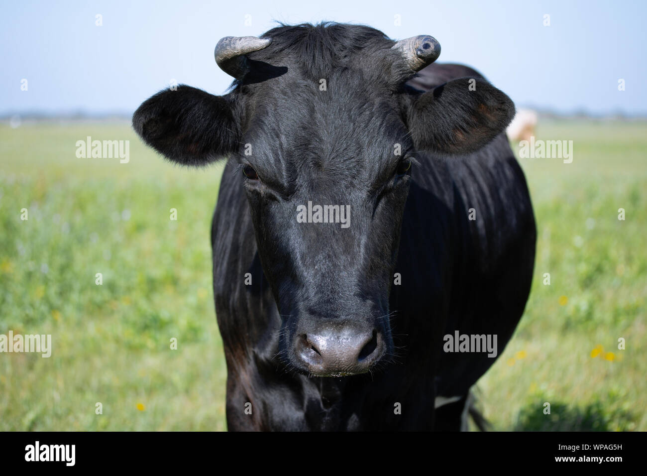 Cow face in the outdoors Stock Photo - Alamy
